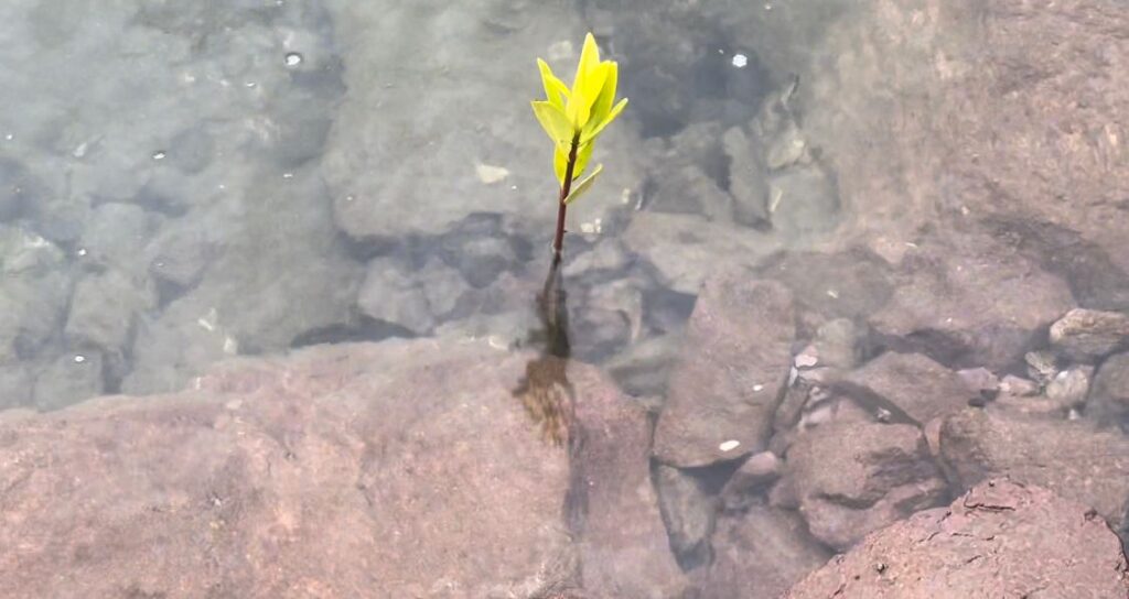 Manglares de Barra de Navidad, amenazados por deforestación y ...