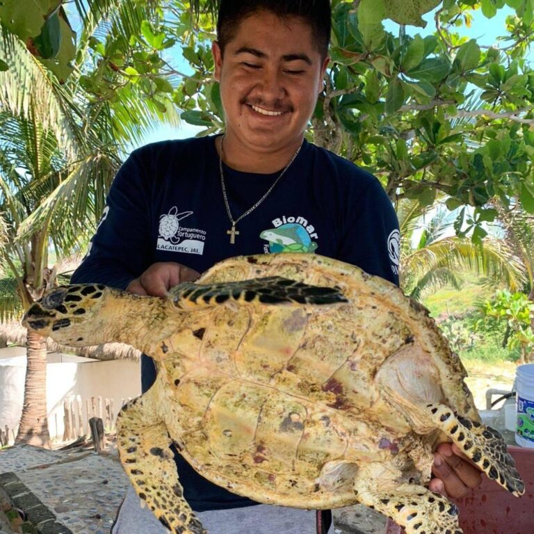 Por primera vez registran movimiento de una tortuga carey de ...