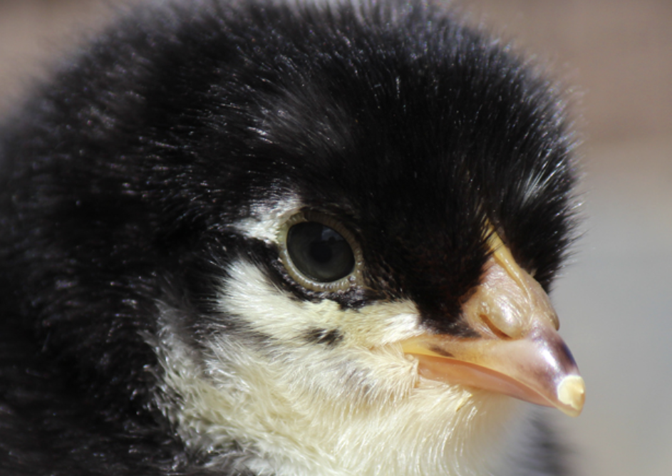 Un mundo de aves | Delicadeza y fuerza: una belleza inigualable entre ...