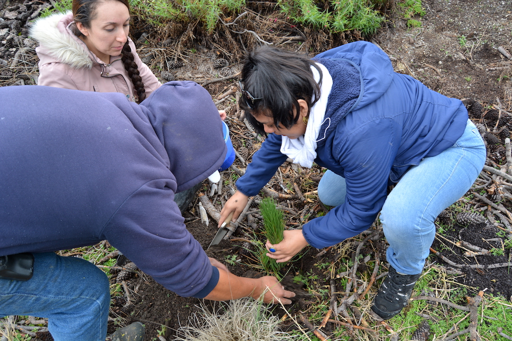 Por iniciativa ciudadana plantan árboles en Nevado de Colima - Letra Fría