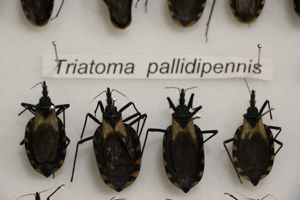 La enfermedad de Chagas y otras zoonosis en la región